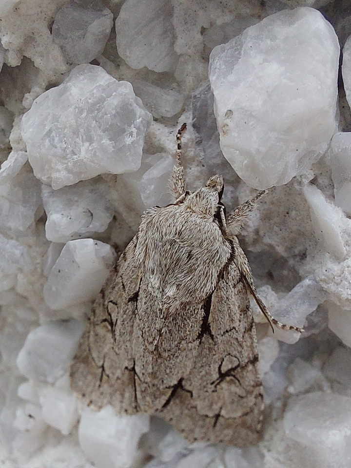 Grey dagger moth | Brianblip | Blipfoto