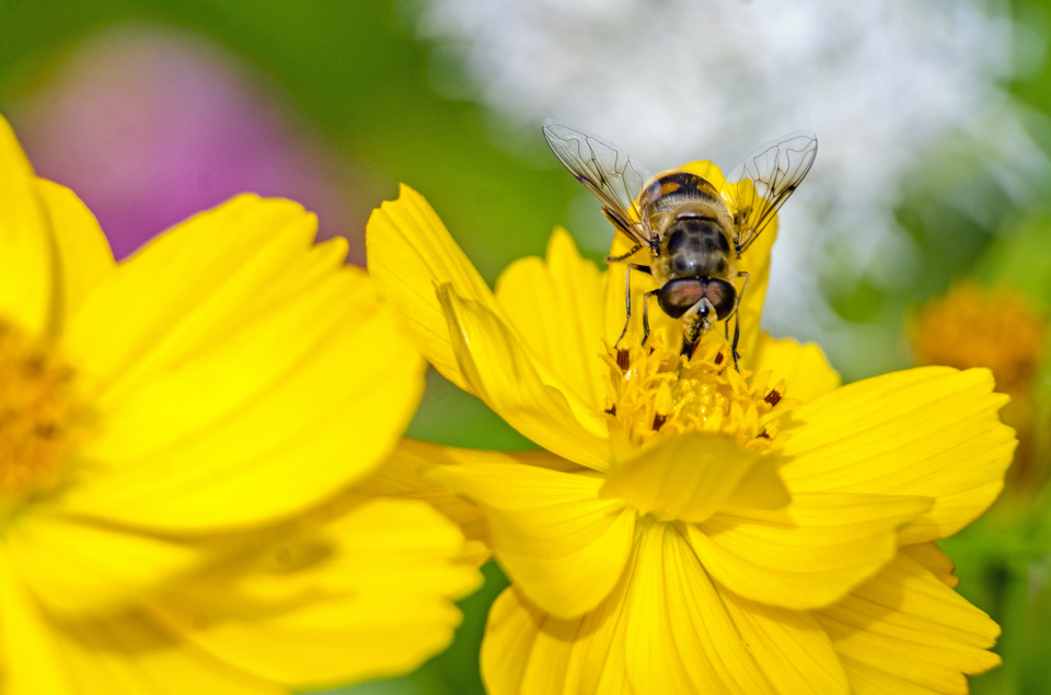 Mellow yellow | Ingeborg | Blipfoto