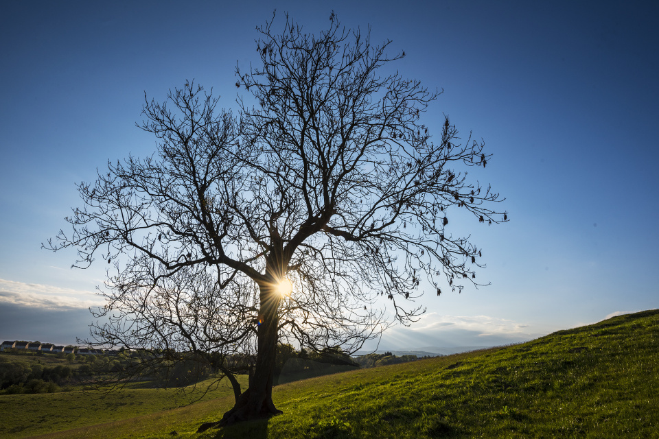 Tree | gblrps | Blipfoto