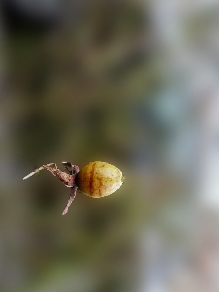 Hovering | heanku | Blipfoto