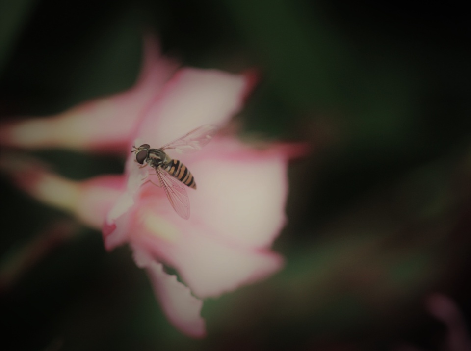 a hover fly | spishy | Blipfoto