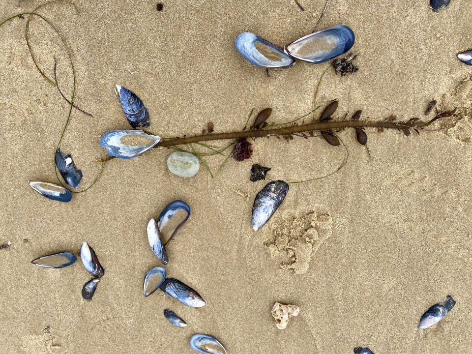 Ocean Treasures | carolinav | Blipfoto