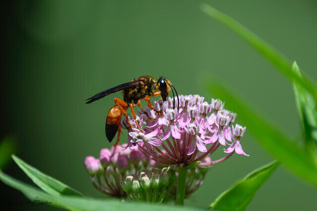 Great | dbifulco | Blipfoto