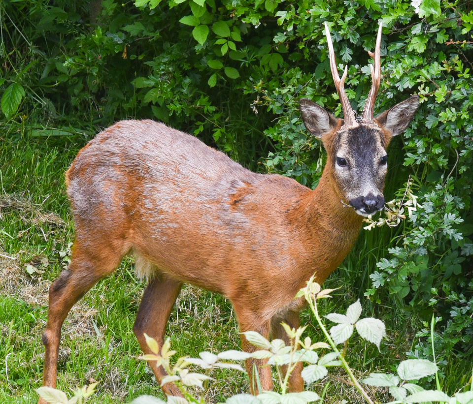 roe deer | Markabol | Blipfoto