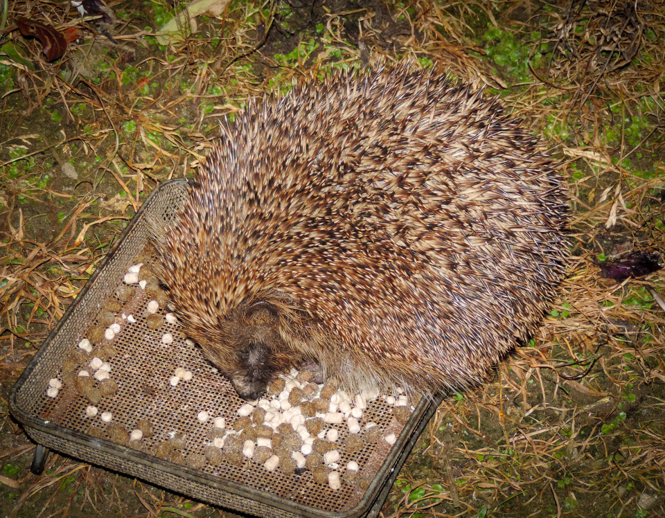 Grub time | DarkEyedMary | Blipfoto