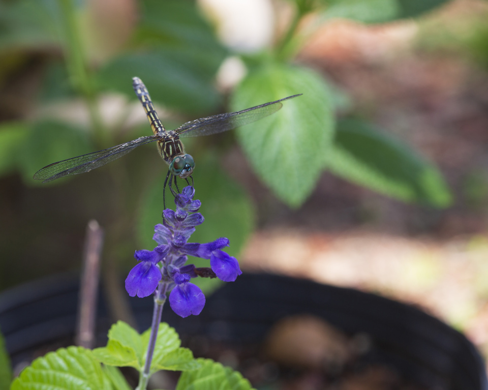 Flowers & Dragonfly | bugsman | Blipfoto