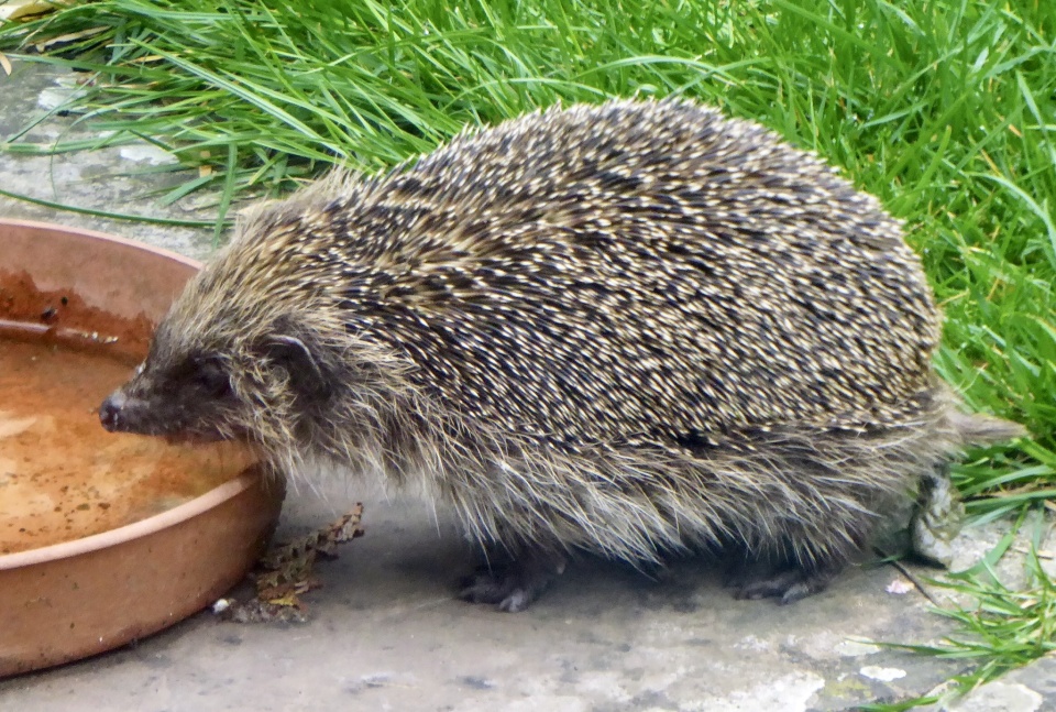 The early Hedgehog... | Kate64 | Blipfoto