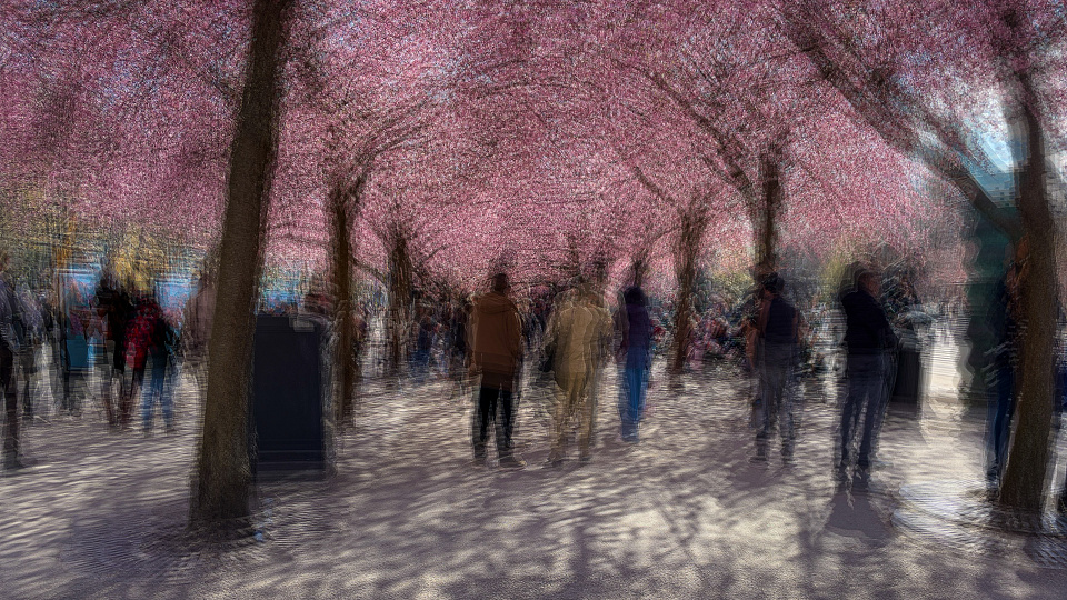Cherry blossom Stockholm | GoranZebuhr | Blipfoto