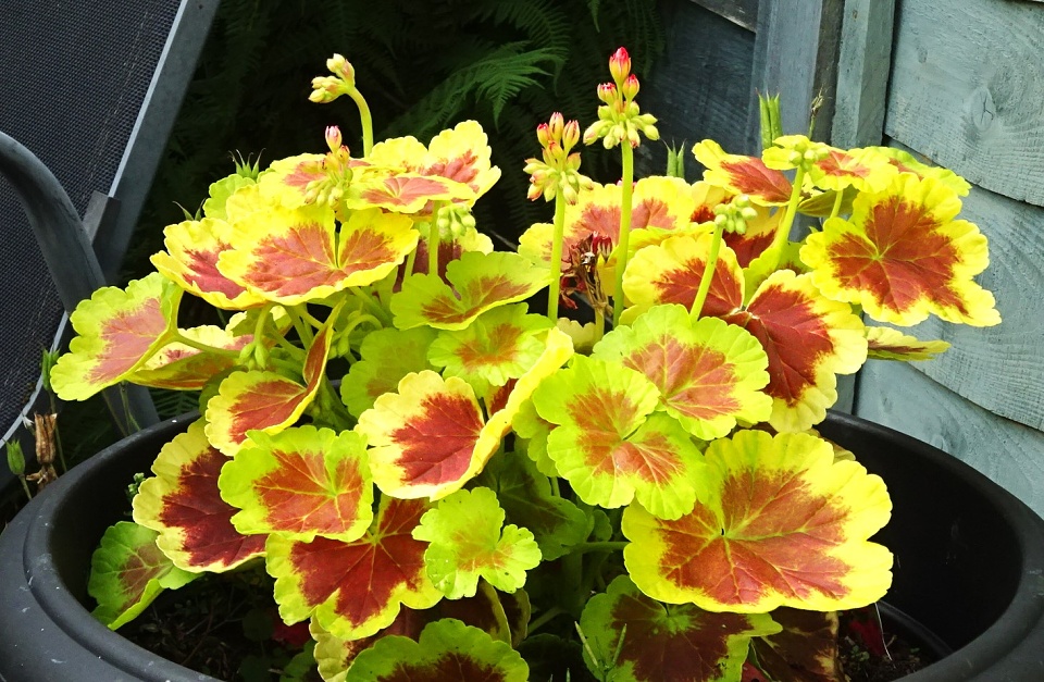 Flower Friday | Skyegirl | Blipfoto