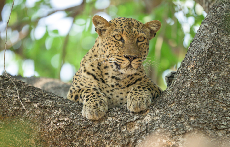 A female leopard called Chip | NickyR | Blipfoto