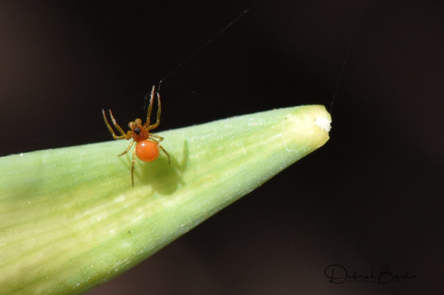 Tiny... | dbifulco | Blipfoto