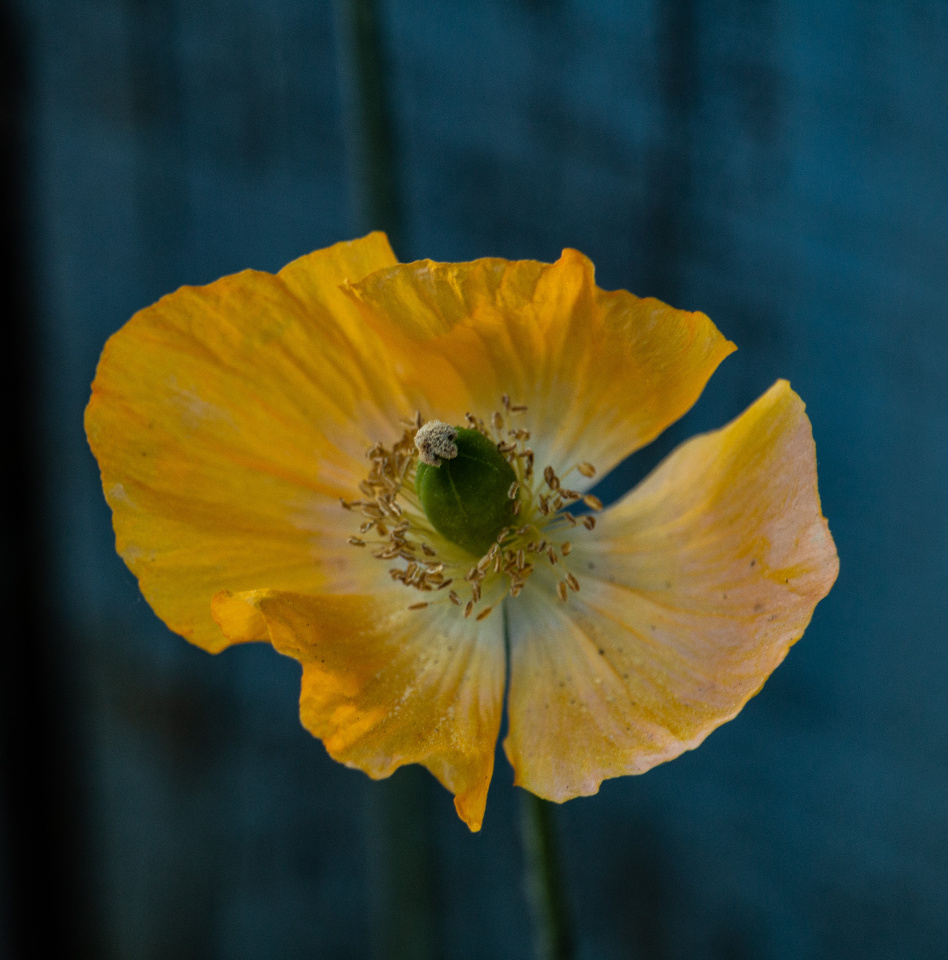Cali Poppy | P1nkdragen | Blipfoto