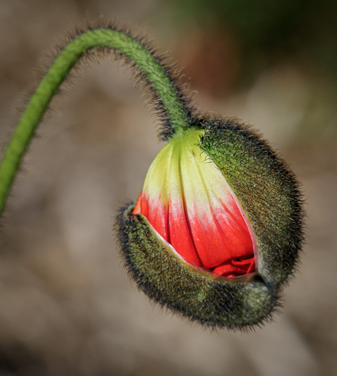 poppy | Travelingkiwi | Blipfoto