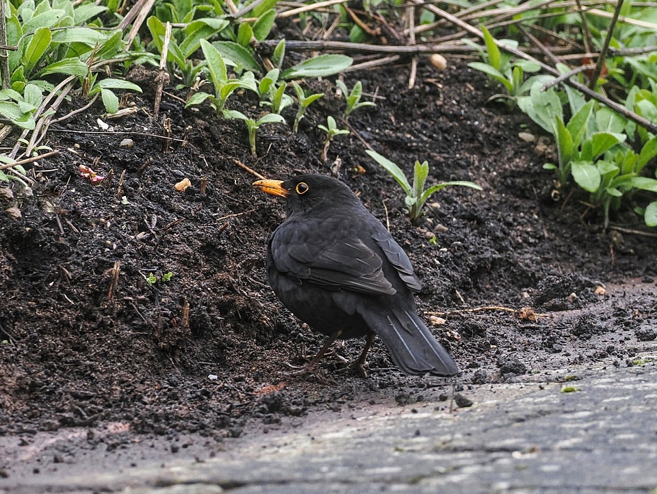 Blackbird | Technophobe | Blipfoto