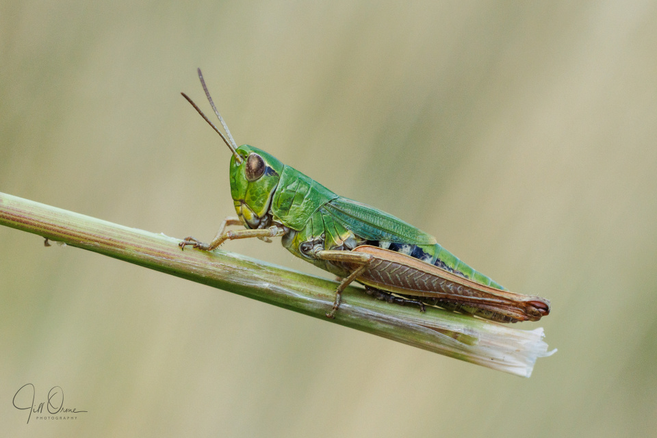 Orthoptera season | JDO | Blipfoto