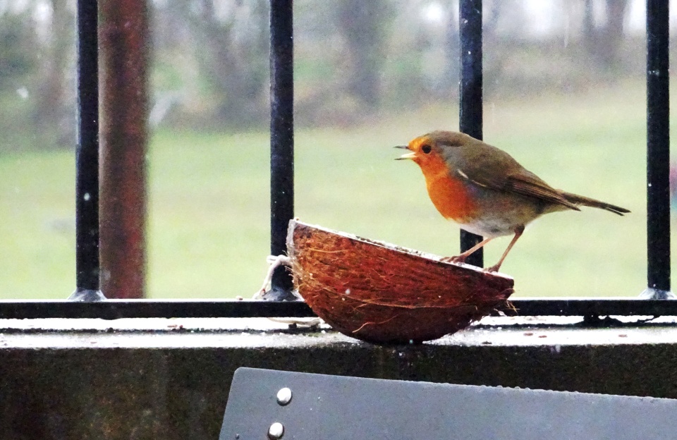 Robin and Crows | FrankS | Blipfoto