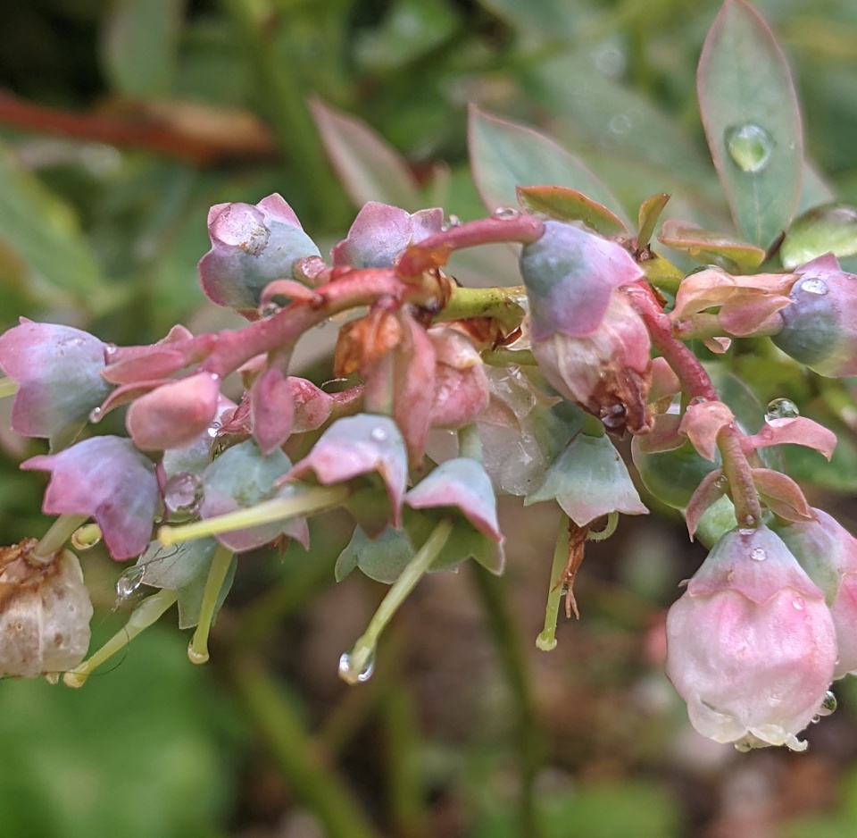 Blueberry blossom | Mariap01 | Blipfoto
