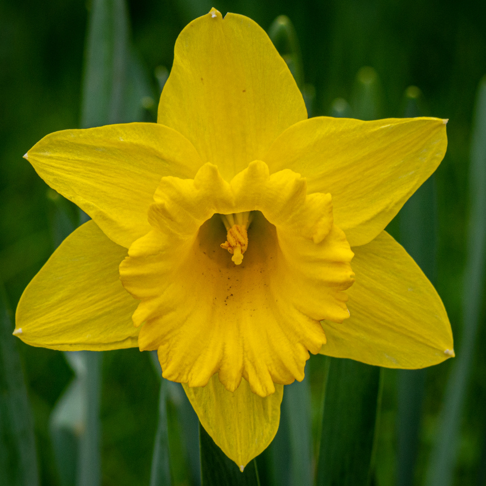 A single daffodil... | Philiphoto | Blipfoto