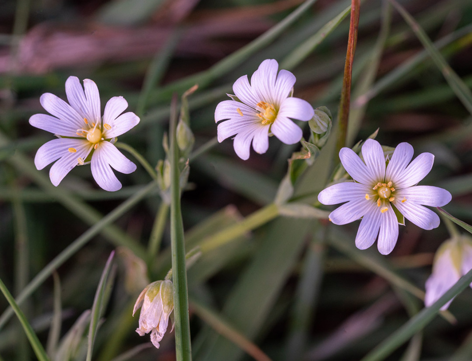 Greater stitchwort | walkingMarj | Blipfoto