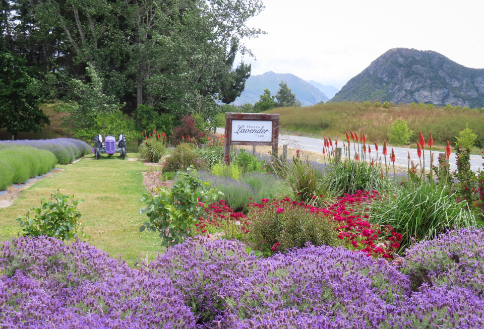 Lovely Lavender | acyclinggranny | Blipfoto