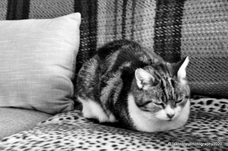 Miss Cheeky Charlie | ThingsBeautiful | Blipfoto