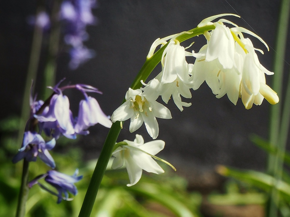 White Bluebell | JohnRH | Blipfoto