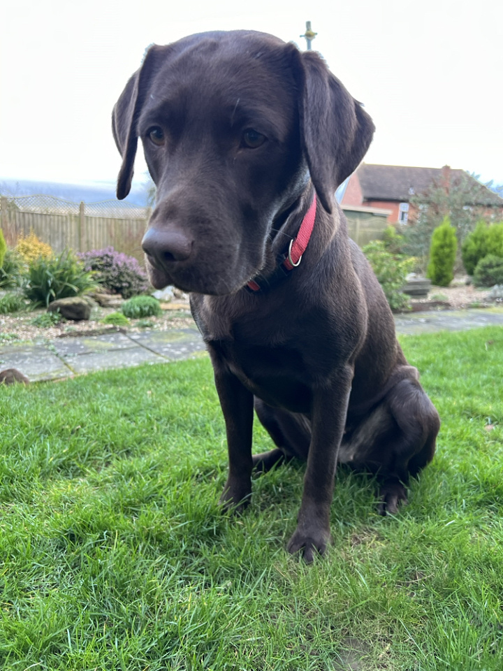 Cookie | Romay | Blipfoto