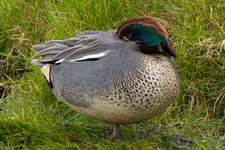 What a Difference a Day Makes | Bom | Blipfoto