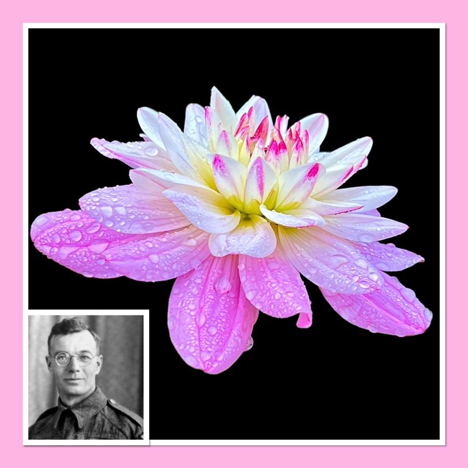 PINKTOBER - DAY 25 - AND HAPPY BIRTHDAY, HARRY! | Honeycombebeach ...