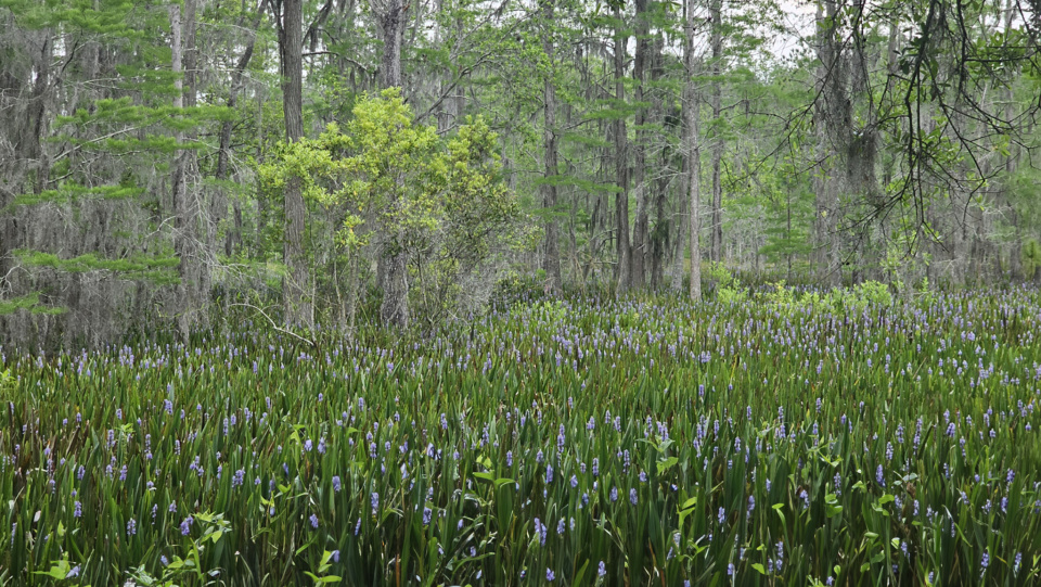 Blooming In The Swamp | bugsman | Blipfoto