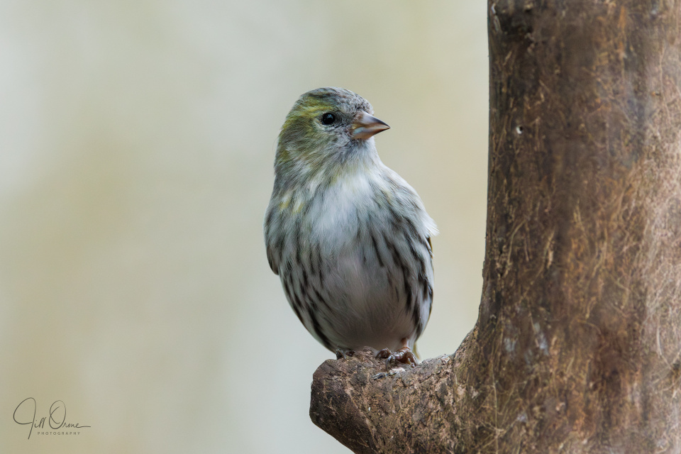 Subtle | JDO | Blipfoto