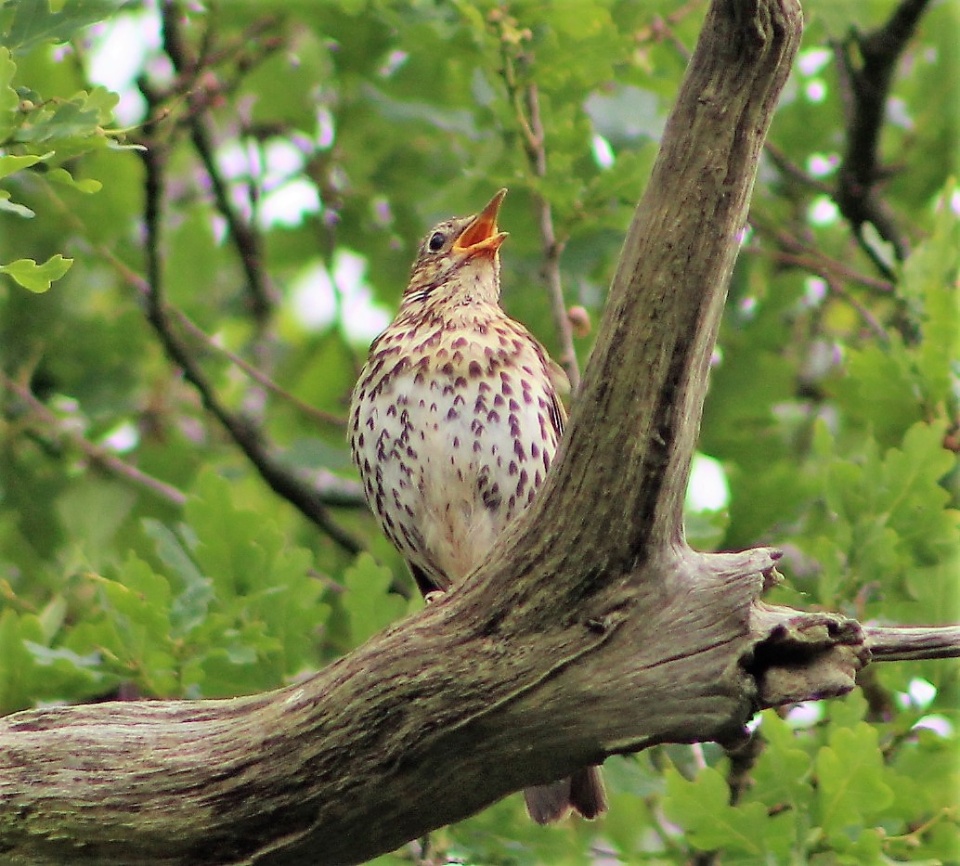 Song Thrush | monkey | Blipfoto