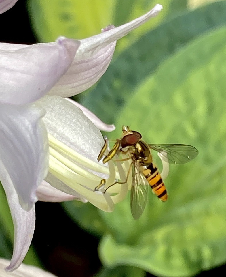 Hoverfly | pplnani | Blipfoto