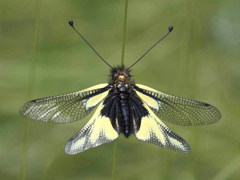 Owly Sulphur (Libelloides coccajus) | HilarysView | Blipfoto