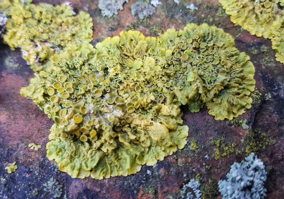 Colourful lichen... | 60plus10 | Blipfoto