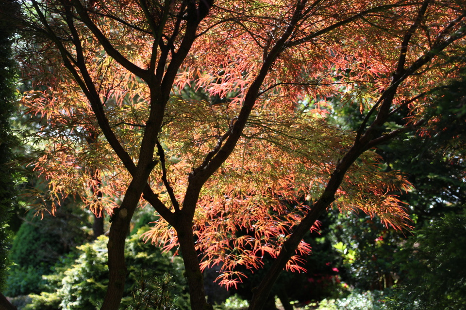 Dappled shade | tarvit11 | Blipfoto
