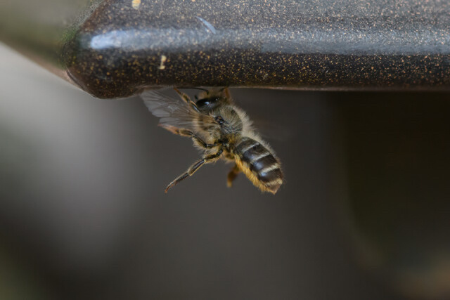 Mason Bee | dbifulco | Blipfoto