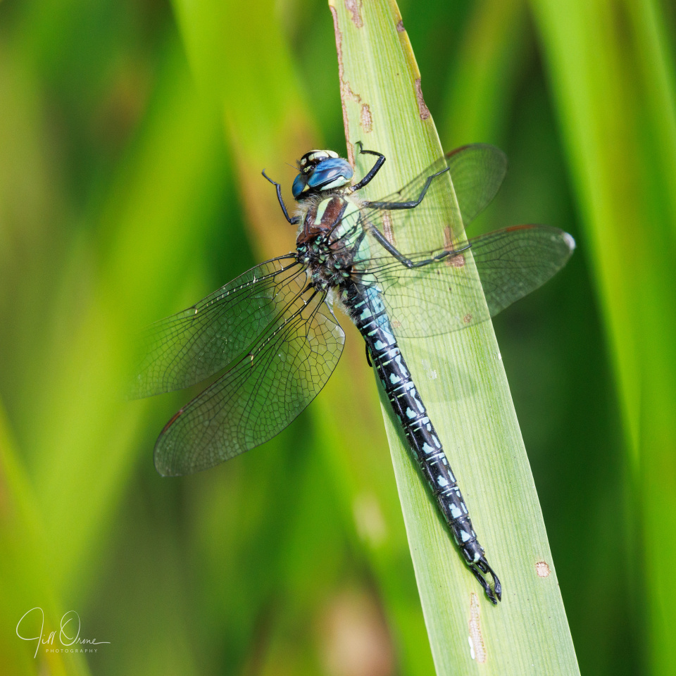 Talk to the claw | JDO | Blipfoto