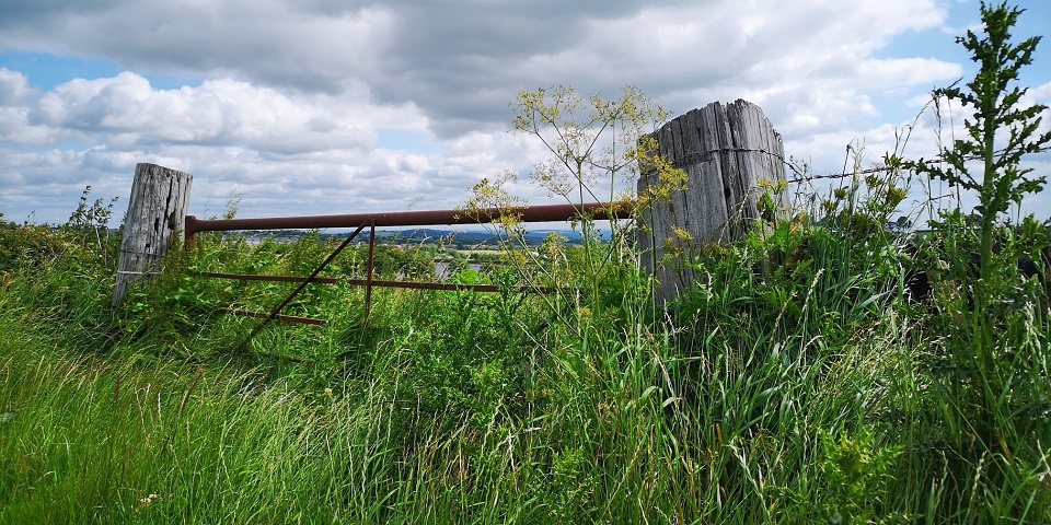 Rather more devoured by weeds... | 60plus11 | Blipfoto