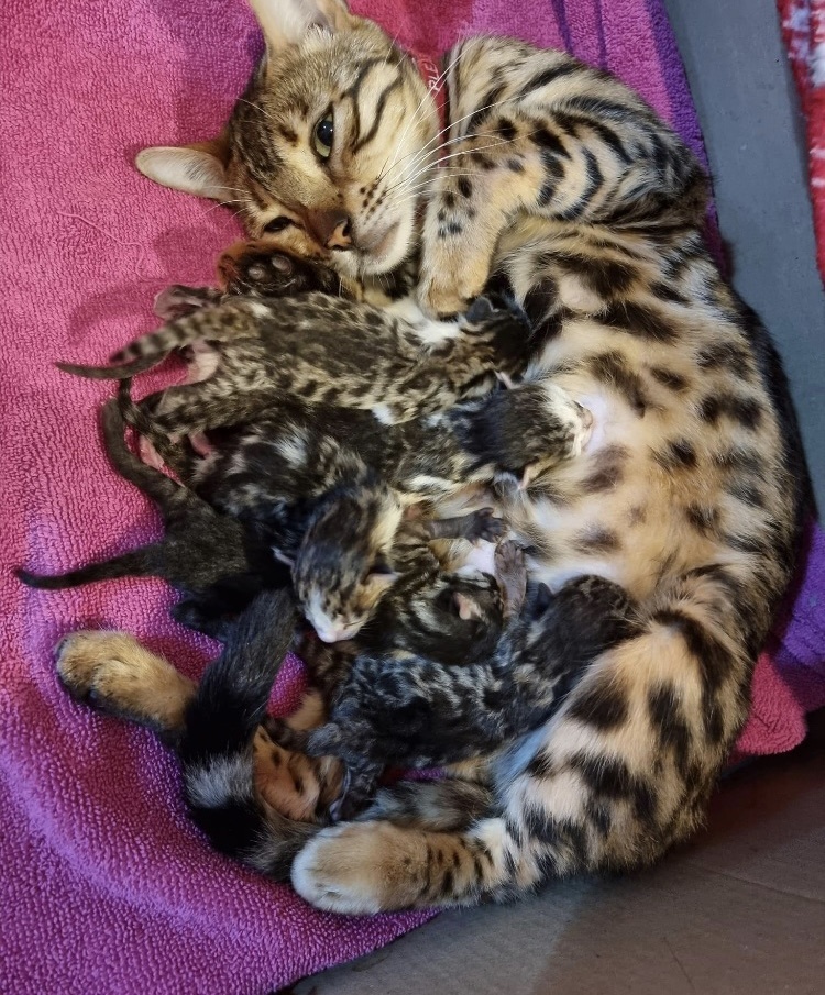 Willow the mum | Alison666 | Blipfoto