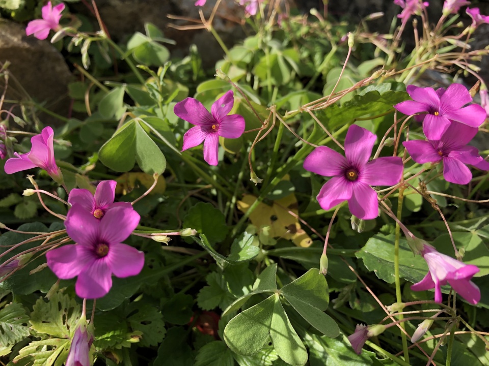 Pink sorrel | PAR1 | Blipfoto