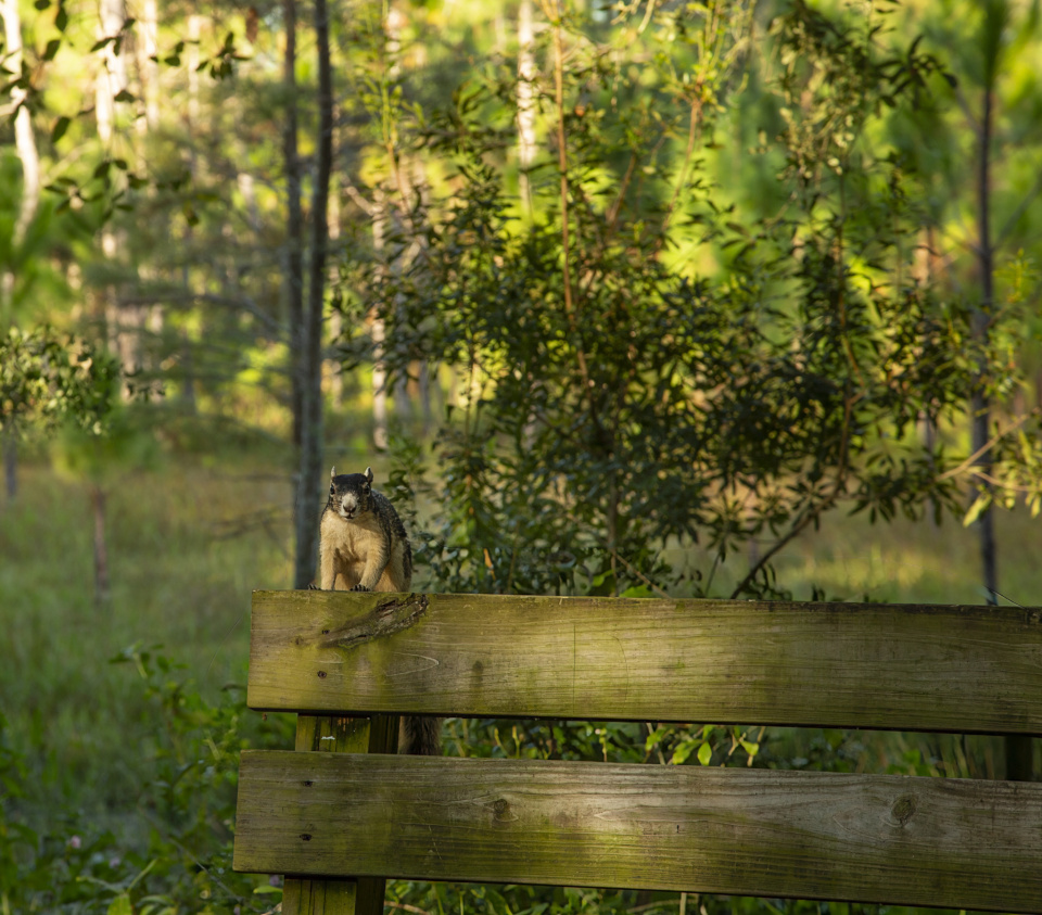 Fox Squirrel | bugsman | Blipfoto