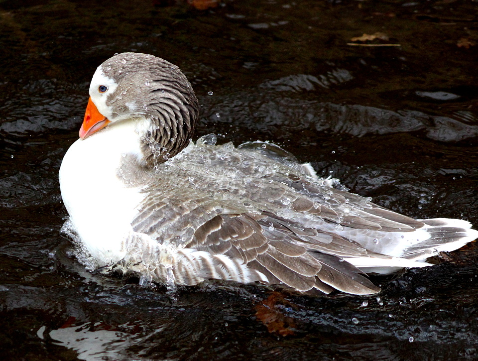 Bath Time! | theBroon | Blipfoto