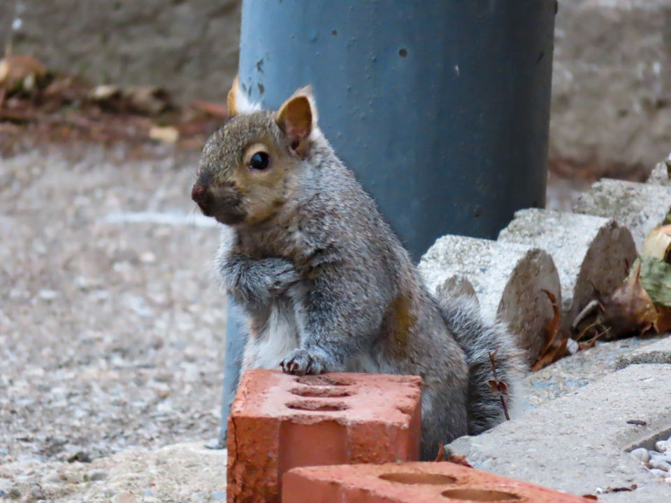 Squirrel Blip Friday - Friday the 13th edition | KevinV | Blipfoto