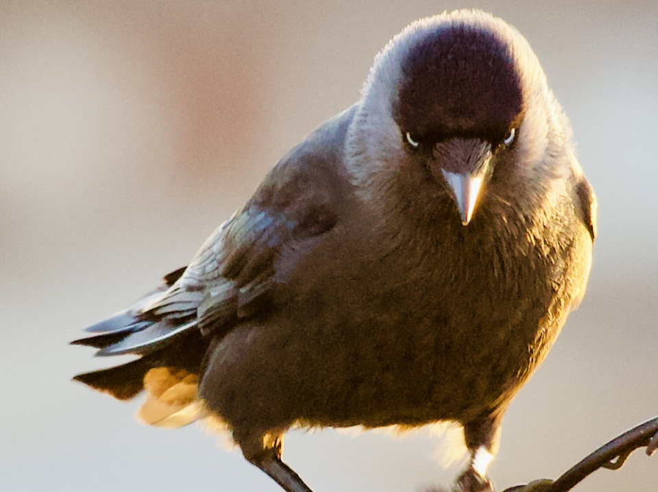 Craven Raven | Hebbydog | Blipfoto