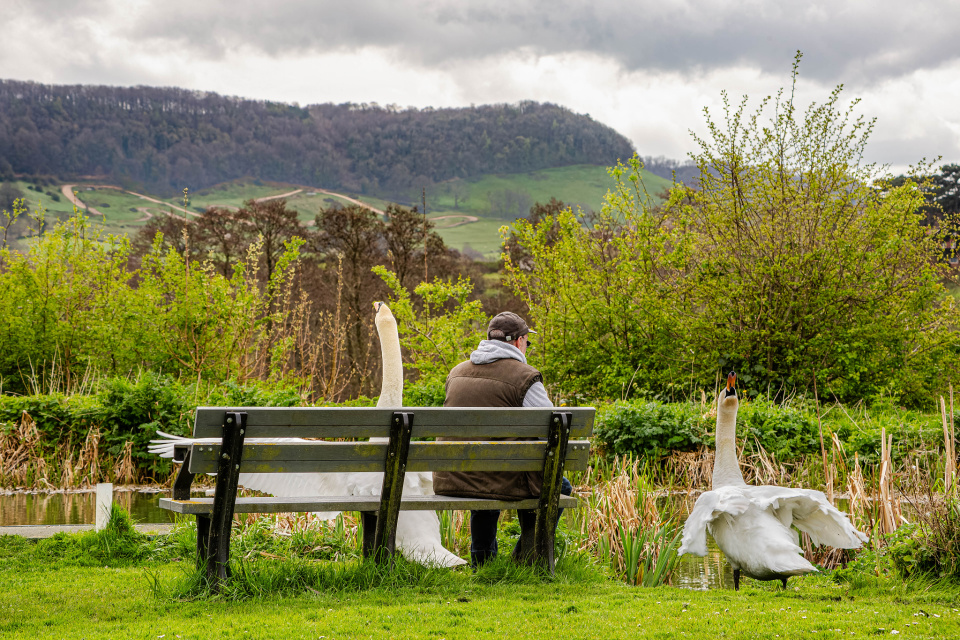 A man on a bench beside two swans | CleanSteve | Blipfoto