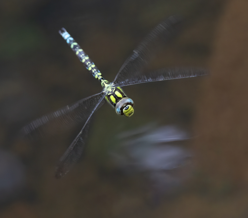 Hawker | Hillyblips | Blipfoto