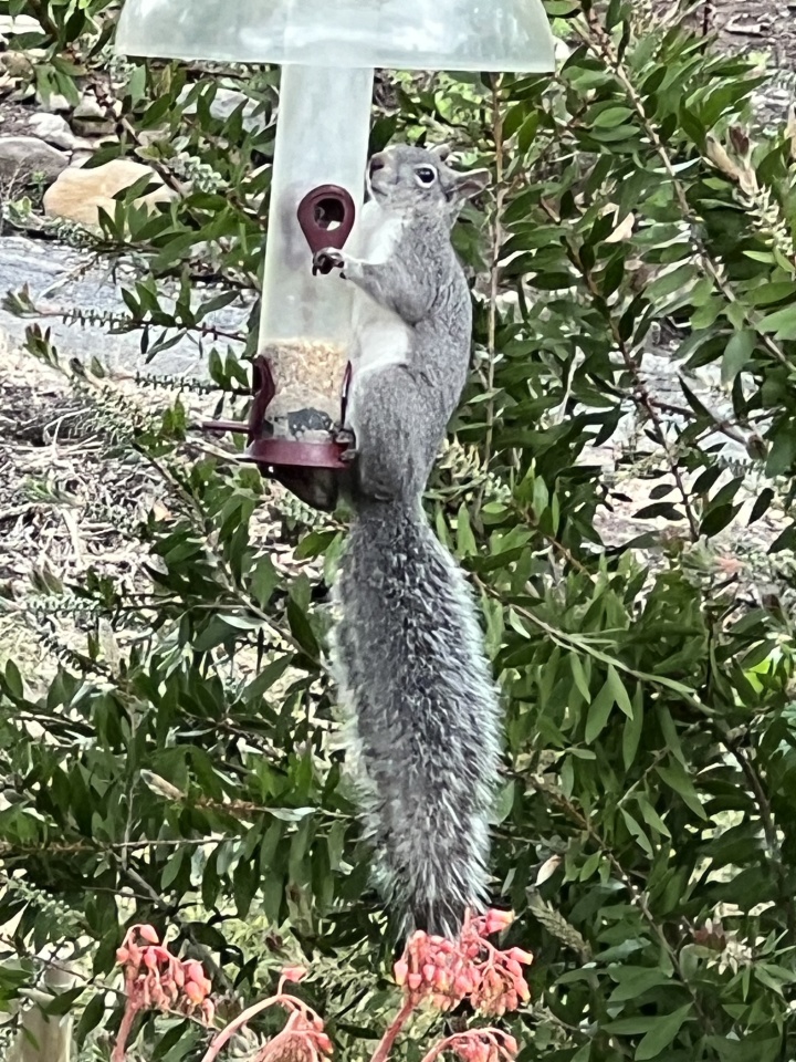 Cyril the Squirrel | Wildwood | Blipfoto