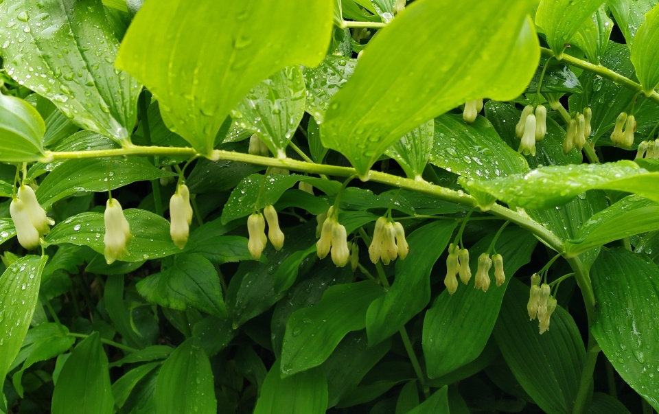 Drip, drip, drip! | Poppy | Blipfoto