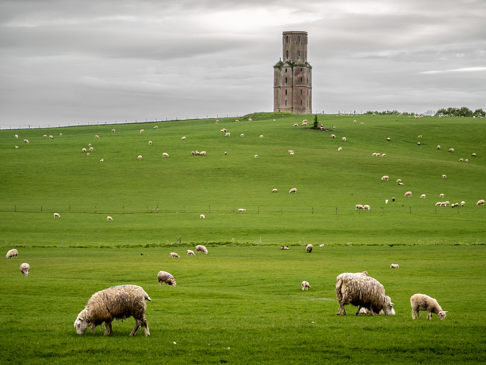 Sheep Grazing at Horton Tower | AH14 | Blipfoto